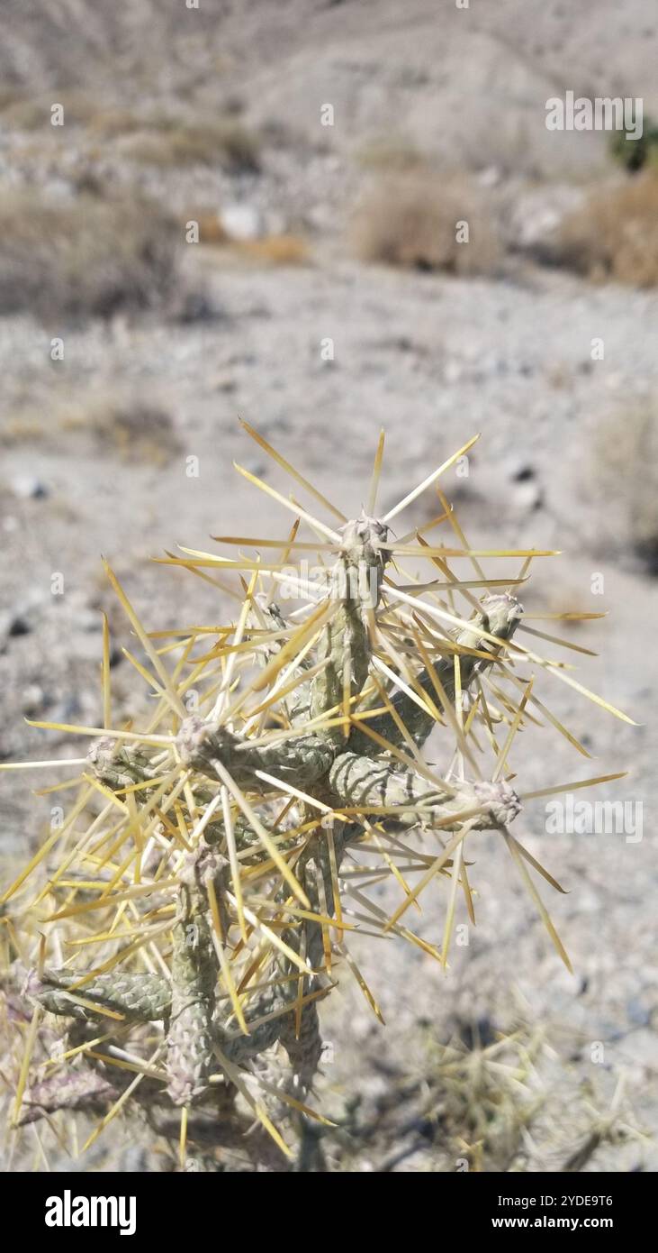 Branched Pencil Cholla (Cylindropuntia ramosissima Stock Photo - Alamy