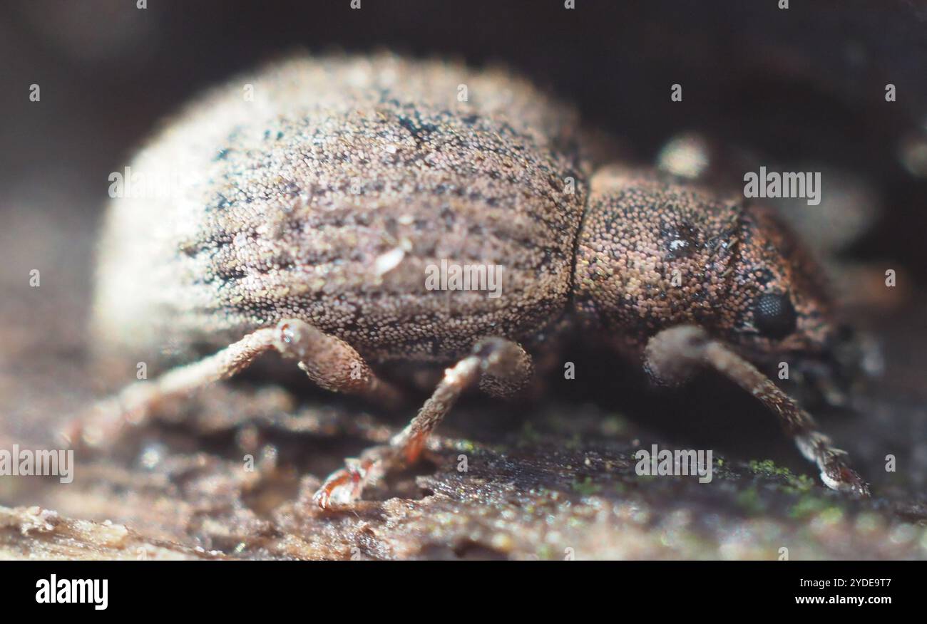 Strawberry Root Weevil (Sciaphilus asperatus Stock Photo - Alamy