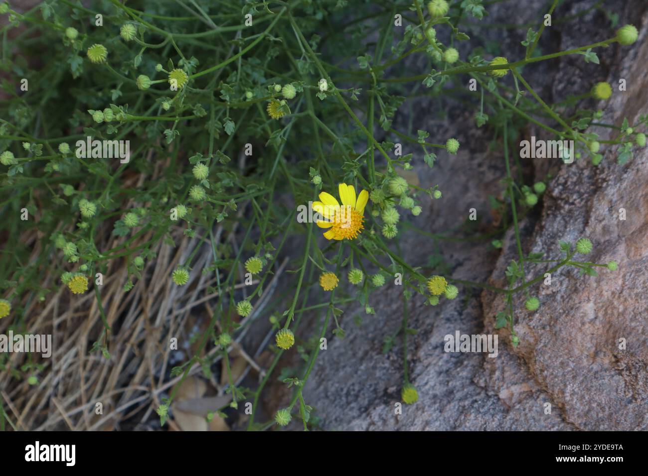 Gila Rockdaisy (Perityle gilensis Stock Photo - Alamy