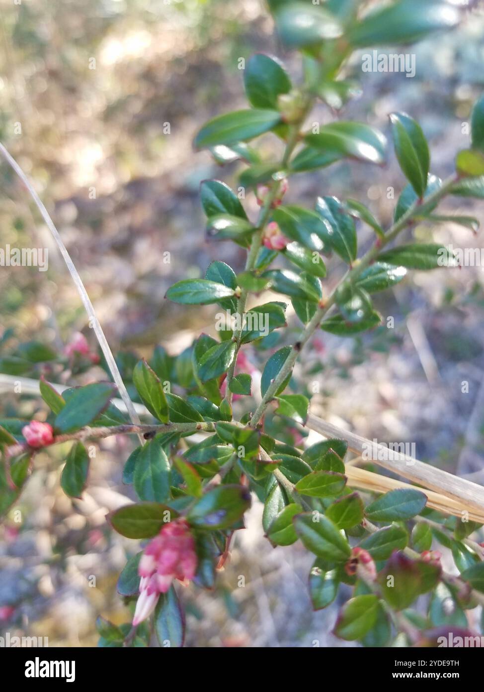 Shiny blueberry (Vaccinium myrsinites Stock Photo - Alamy