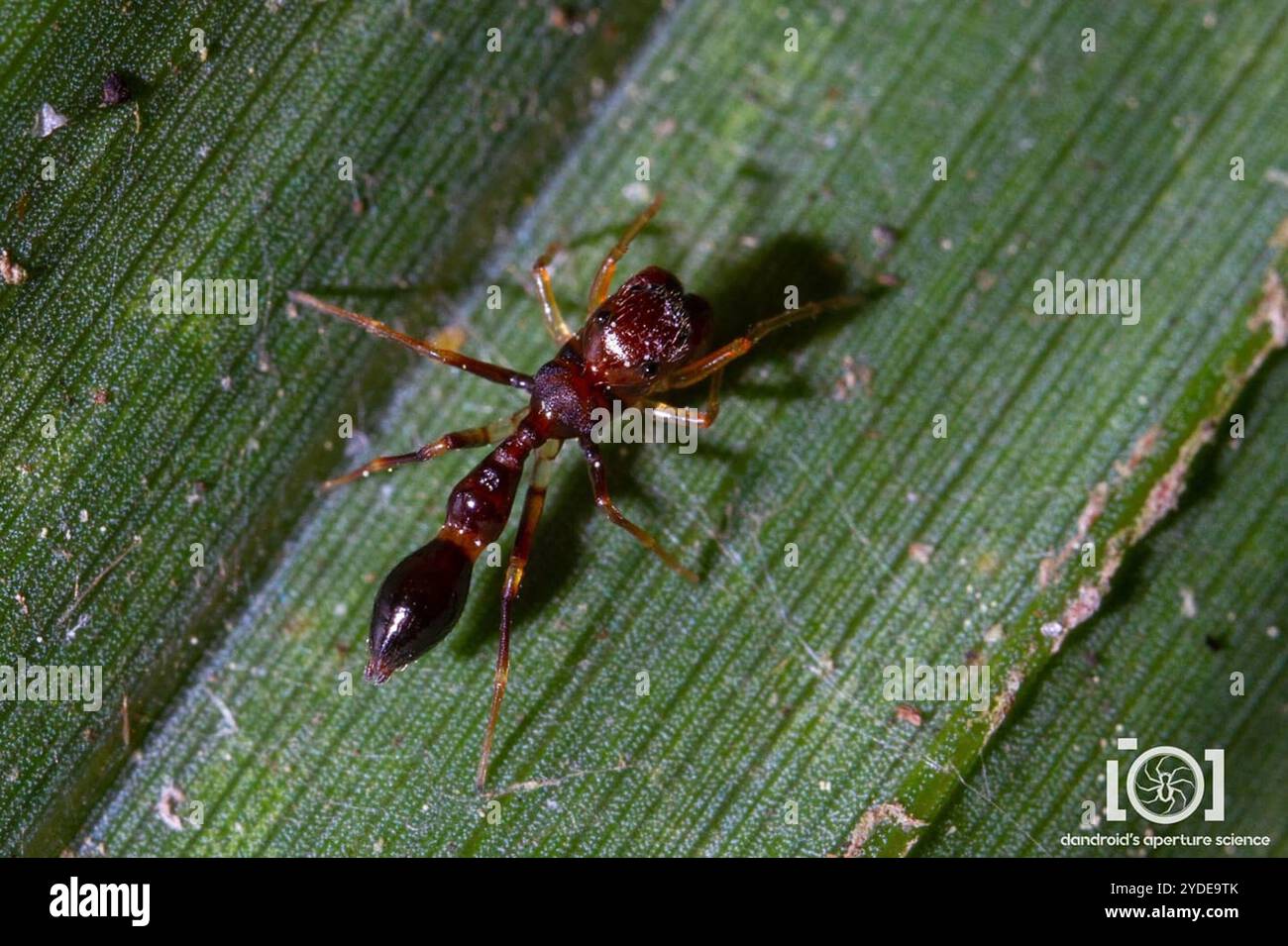 Slender Ant-mimic Jumping Spider (Synemosyna formica Stock Photo - Alamy