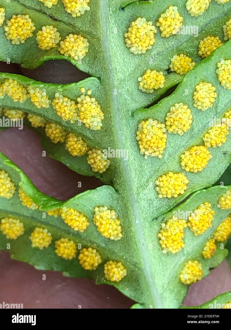 California Polypody (Polypodium californicum Stock Photo - Alamy