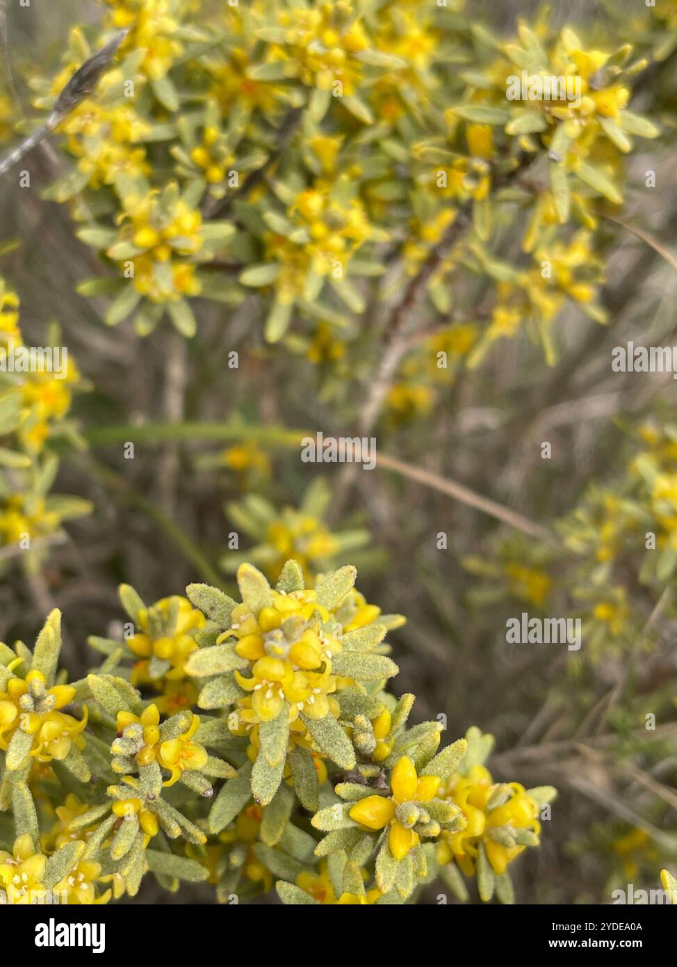Thymelaea tinctoria hi-res stock photography and images - Alamy