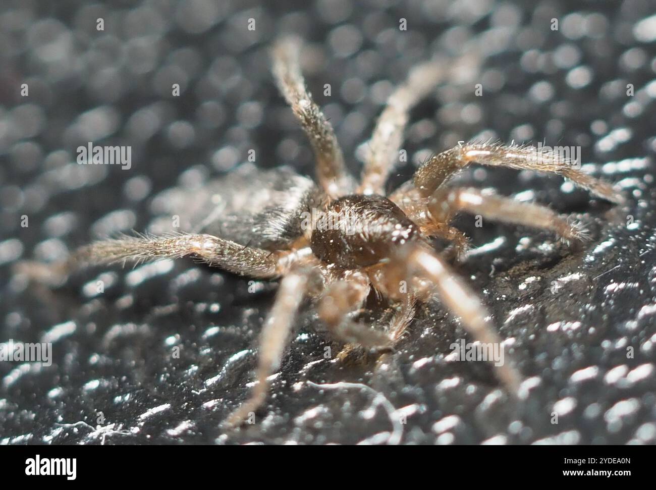 Eastern Parson Spider (Herpyllus ecclesiasticus Stock Photo - Alamy