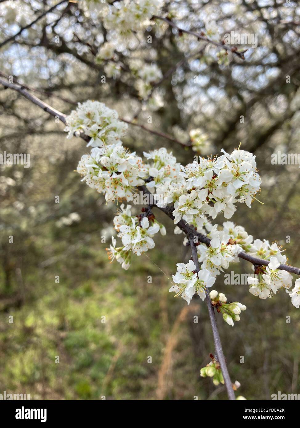 Chickasaw plum (Prunus angustifolia Stock Photo - Alamy