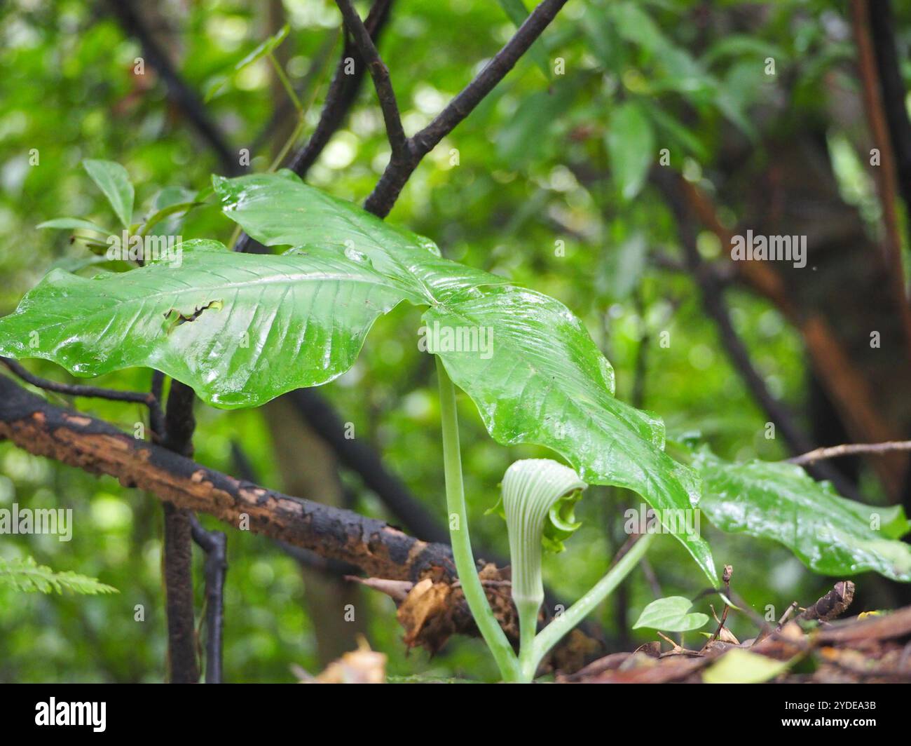 Japanese cobra lily (Arisaema ringens Stock Photo - Alamy