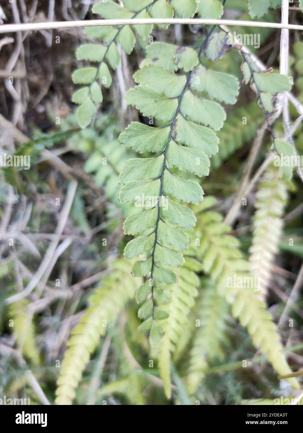 Cunningham's maidenhair (Adiantum cunninghamii Stock Photo - Alamy