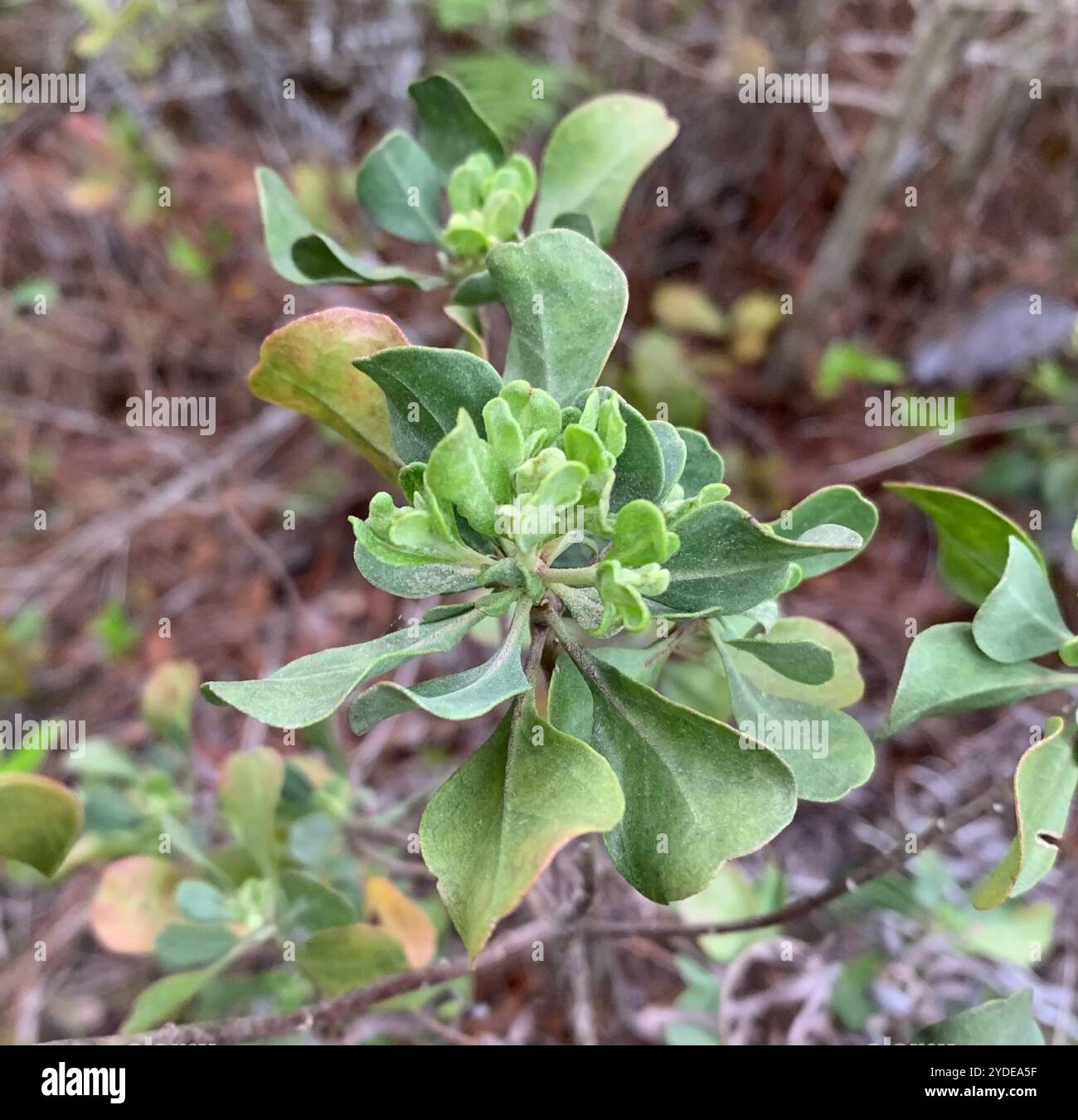 garberia (Garberia heterophylla Stock Photo - Alamy