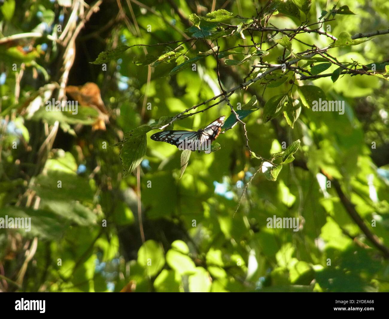 Chestnut Tiger (Parantica sita Stock Photo - Alamy