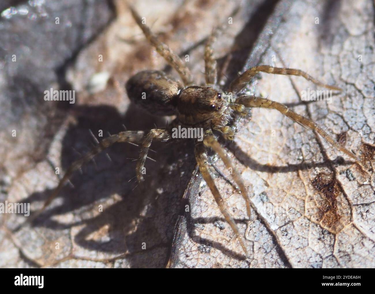 Thin-legged Wolf Spiders (Pardosa Stock Photo - Alamy