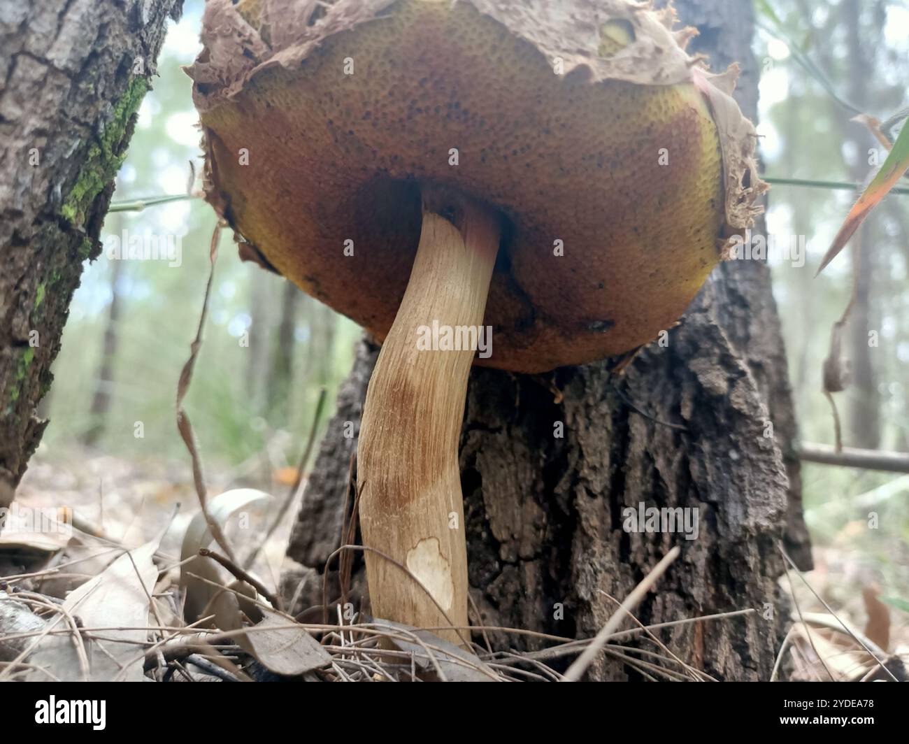 Boletellus hi-res stock photography and images - Alamy