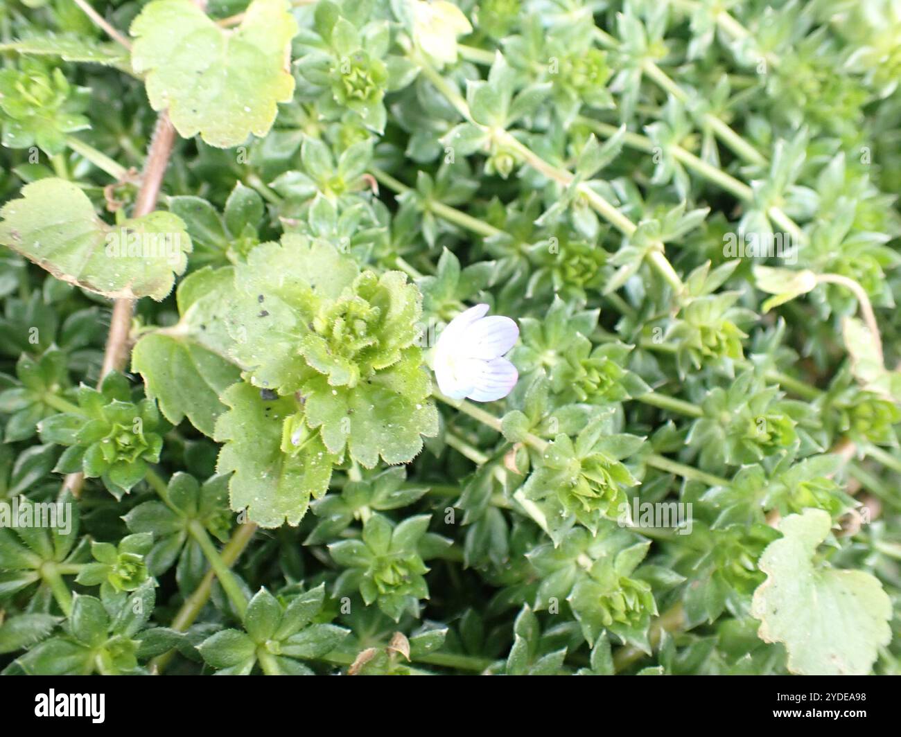 bird's-eye speedwell (Veronica persica Stock Photo - Alamy