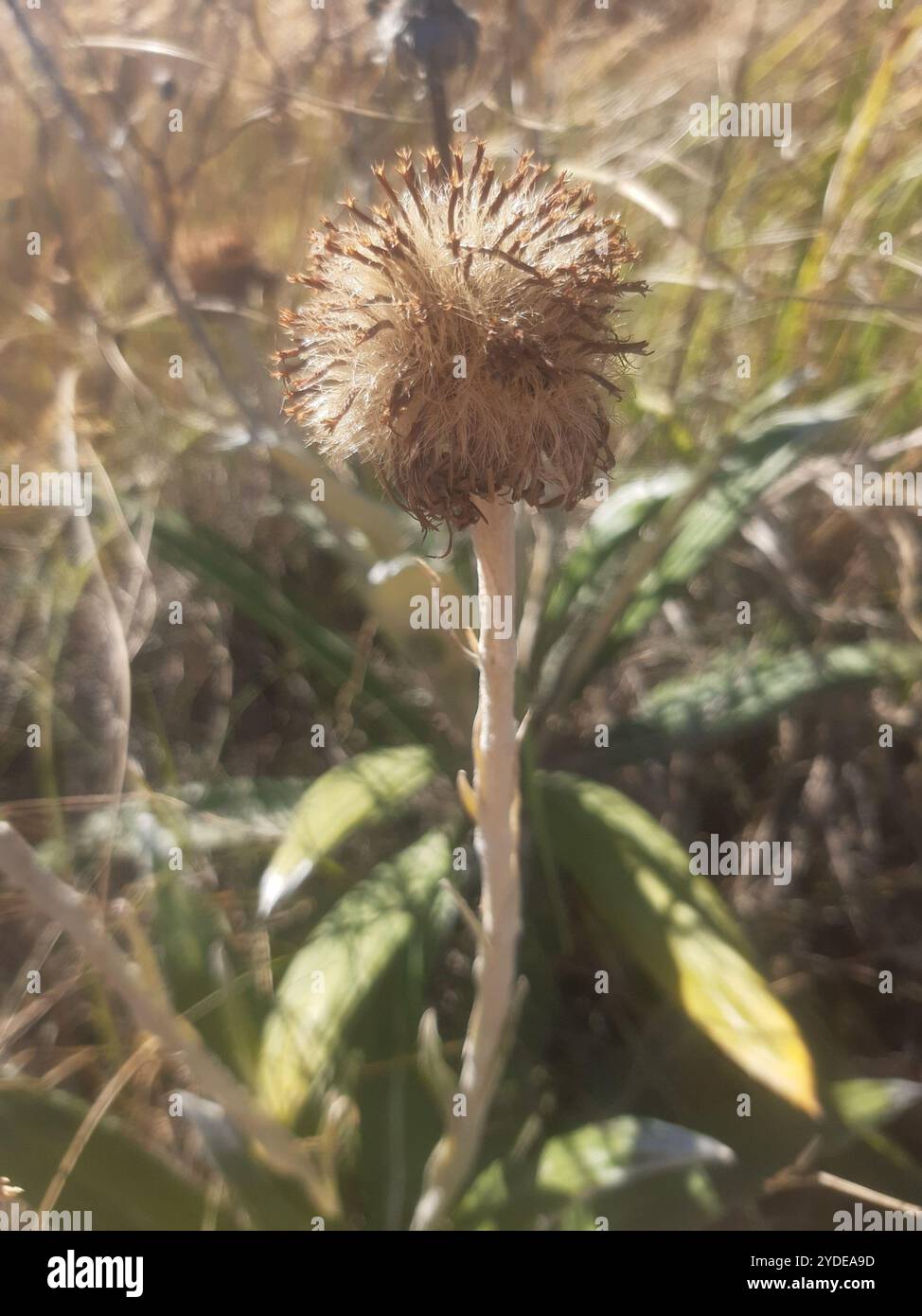 Cotton daisy (Celmisia spectabilis Stock Photo - Alamy
