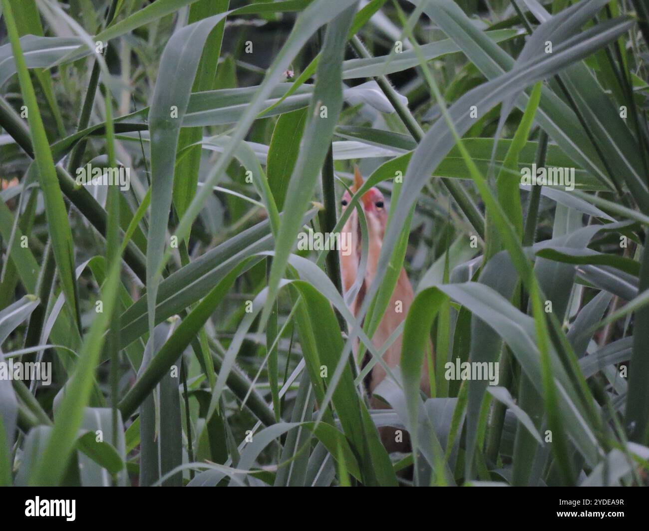 Cinnamon Bittern (Ixobrychus cinnamomeus Stock Photo - Alamy