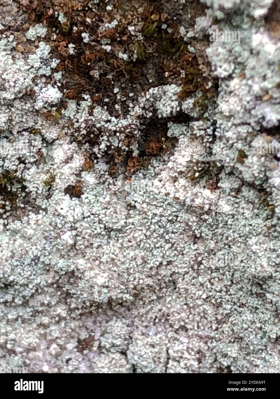 Fluffy Dust Lichen (Lepraria finkii Stock Photo - Alamy