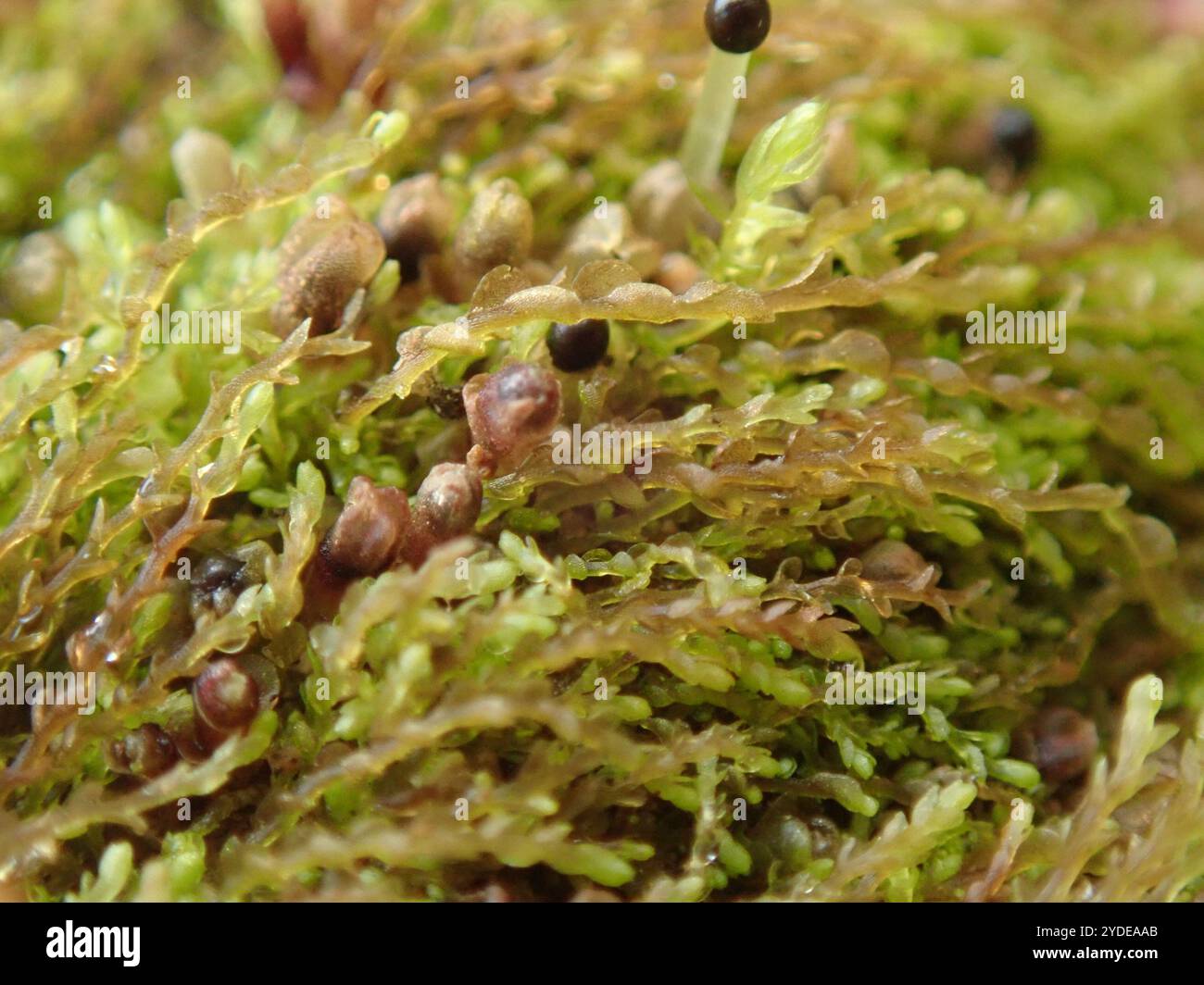 Red Flapwort (Jungermannia rubra Stock Photo - Alamy