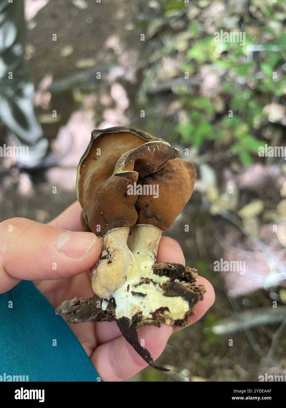 Saddle-shaped False Morel (Gyromitra infula Stock Photo - Alamy