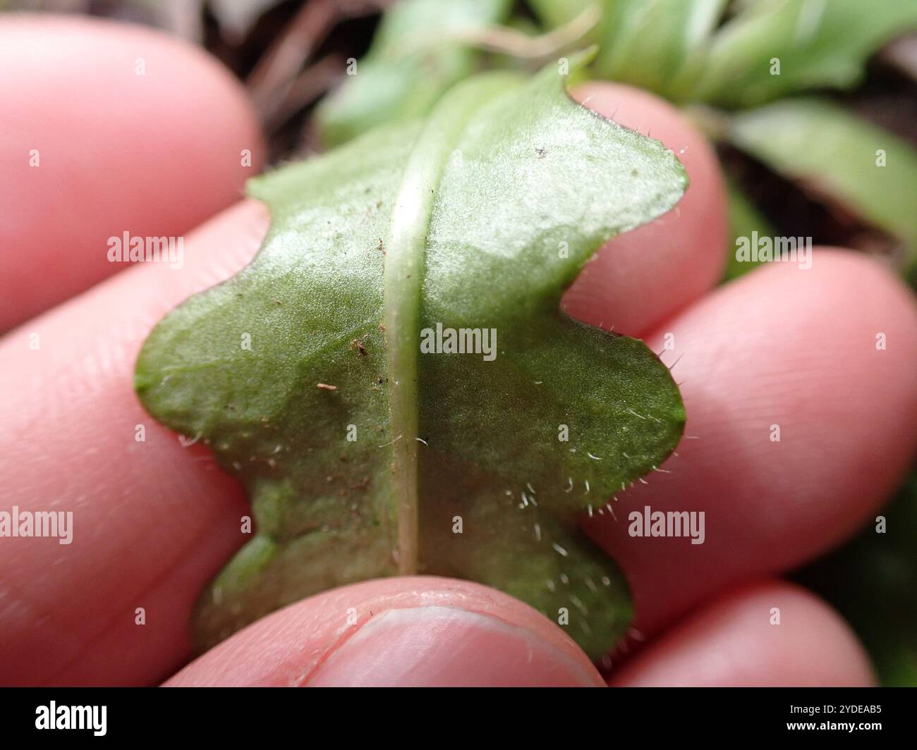 Common Cat's-ear (Hypochaeris radicata Stock Photo - Alamy