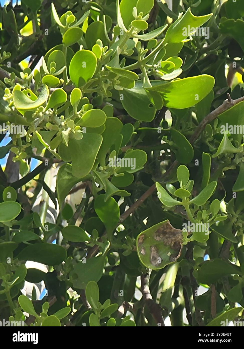 broadleaf mistletoe (Phoradendron macrophyllum Stock Photo - Alamy