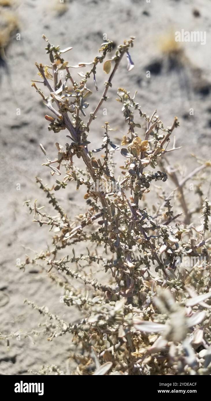 Cattle Saltbush (Atriplex polycarpa Stock Photo - Alamy