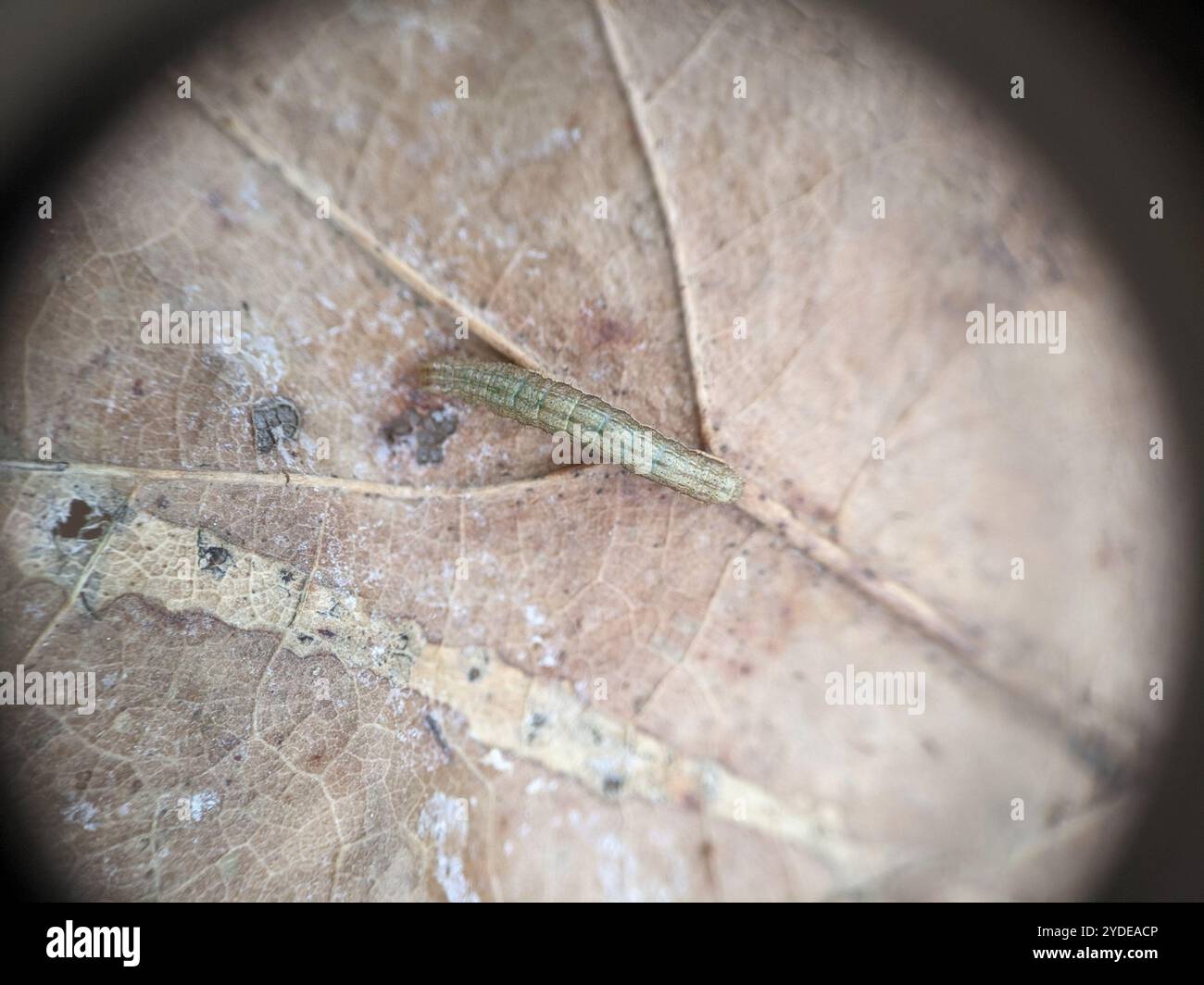 Geometer Moths (Geometridae Stock Photo - Alamy