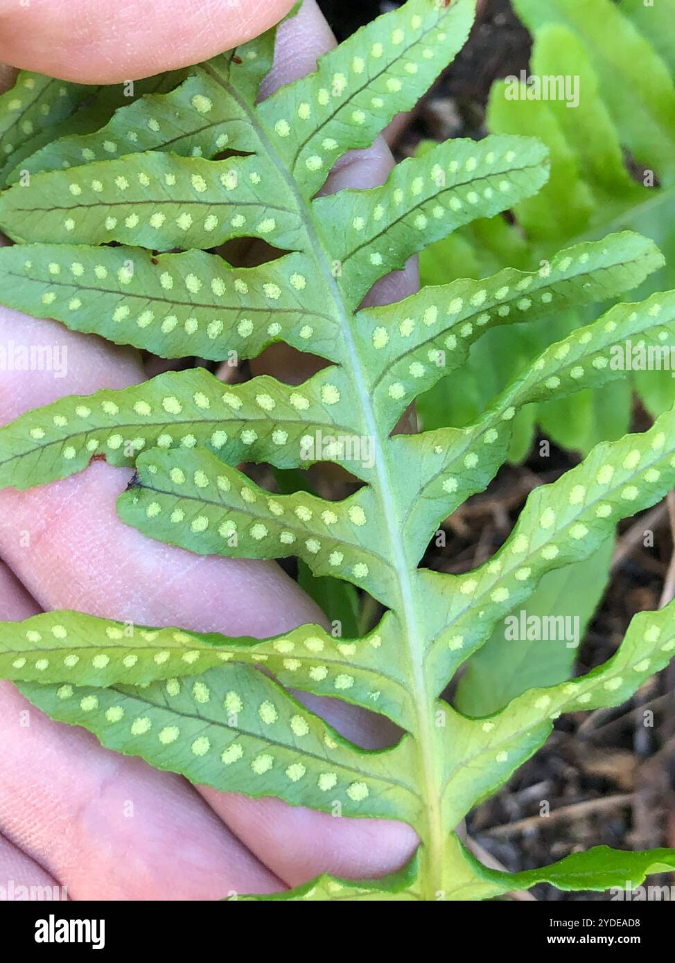 California Polypody (Polypodium californicum Stock Photo - Alamy
