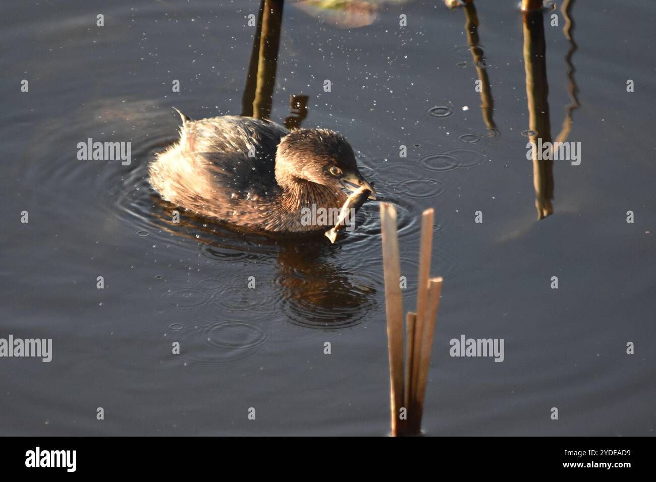 Threespine Stickleback (Gasterosteus aculeatus Stock Photo - Alamy