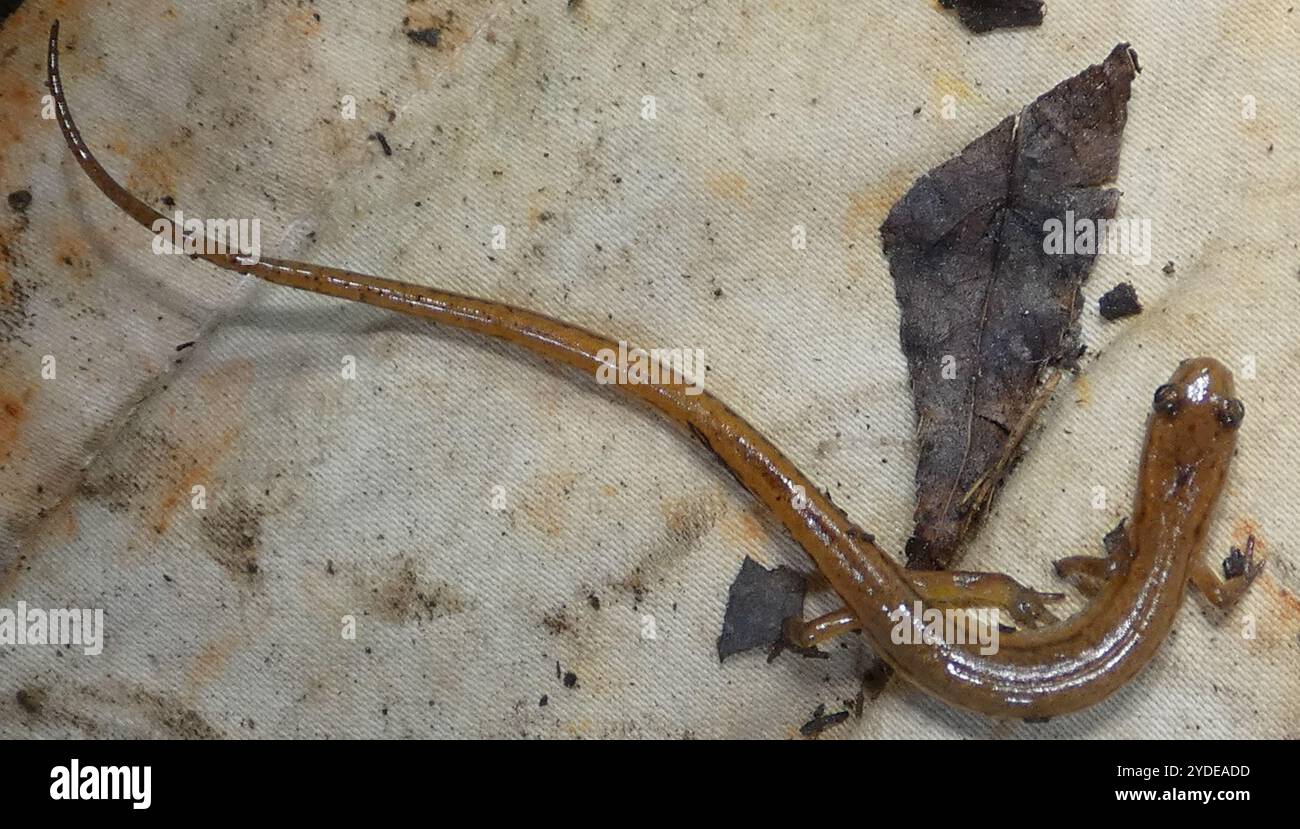 Chamberlain's Dwarf Salamander (Eurycea chamberlaini Stock Photo - Alamy