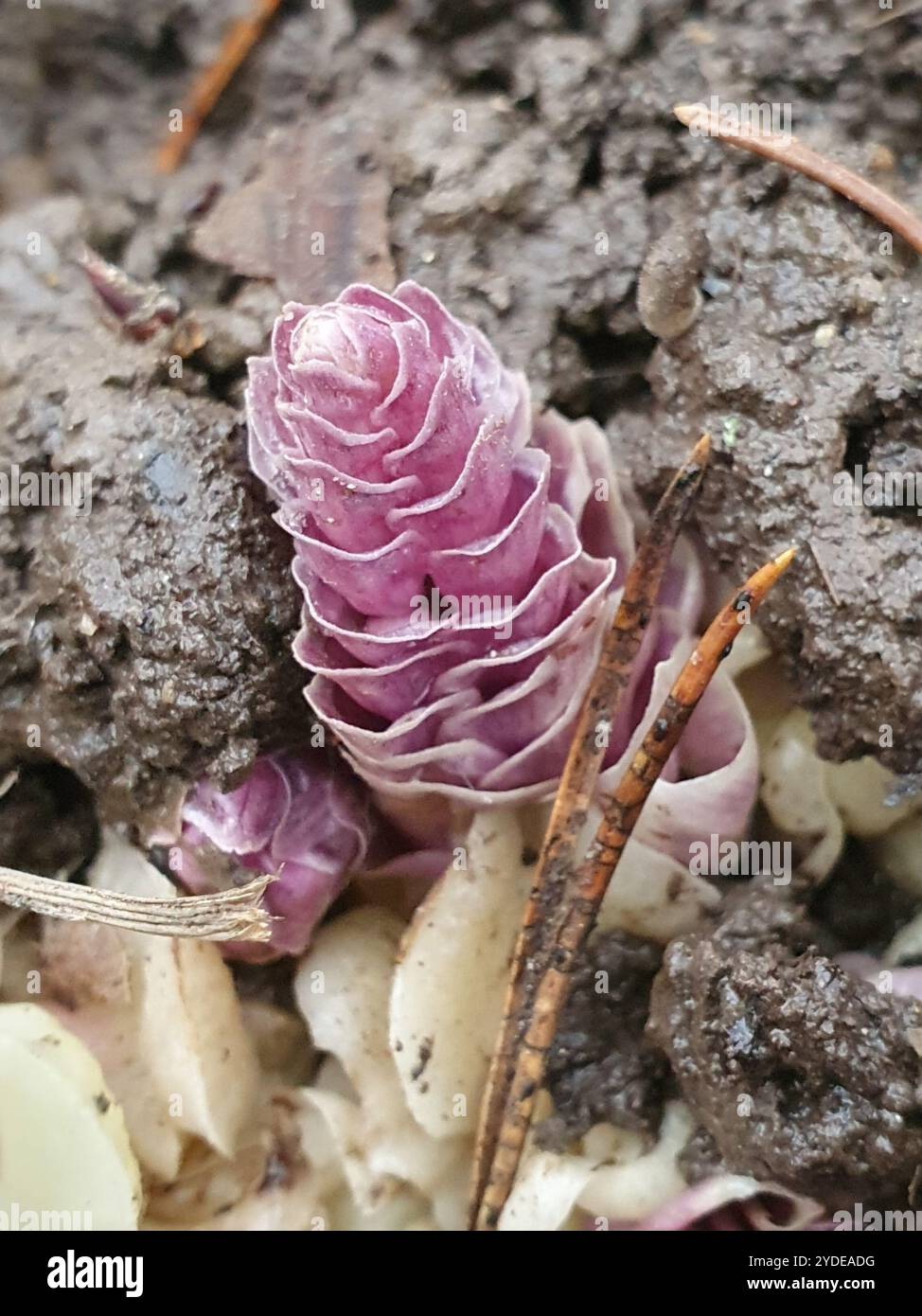 Common Toothwort (Lathraea squamaria Stock Photo - Alamy