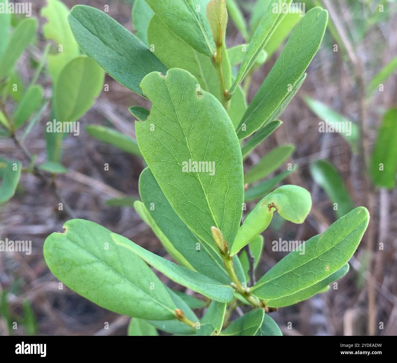 netted pawpaw (Asimina reticulata Stock Photo - Alamy