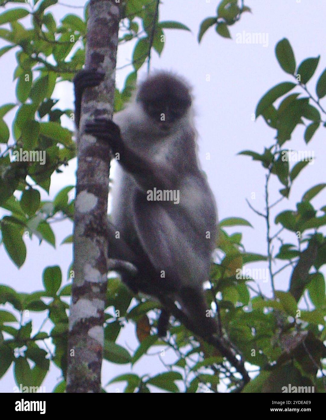 White-thighed Surili (Presbytis siamensis Stock Photo - Alamy
