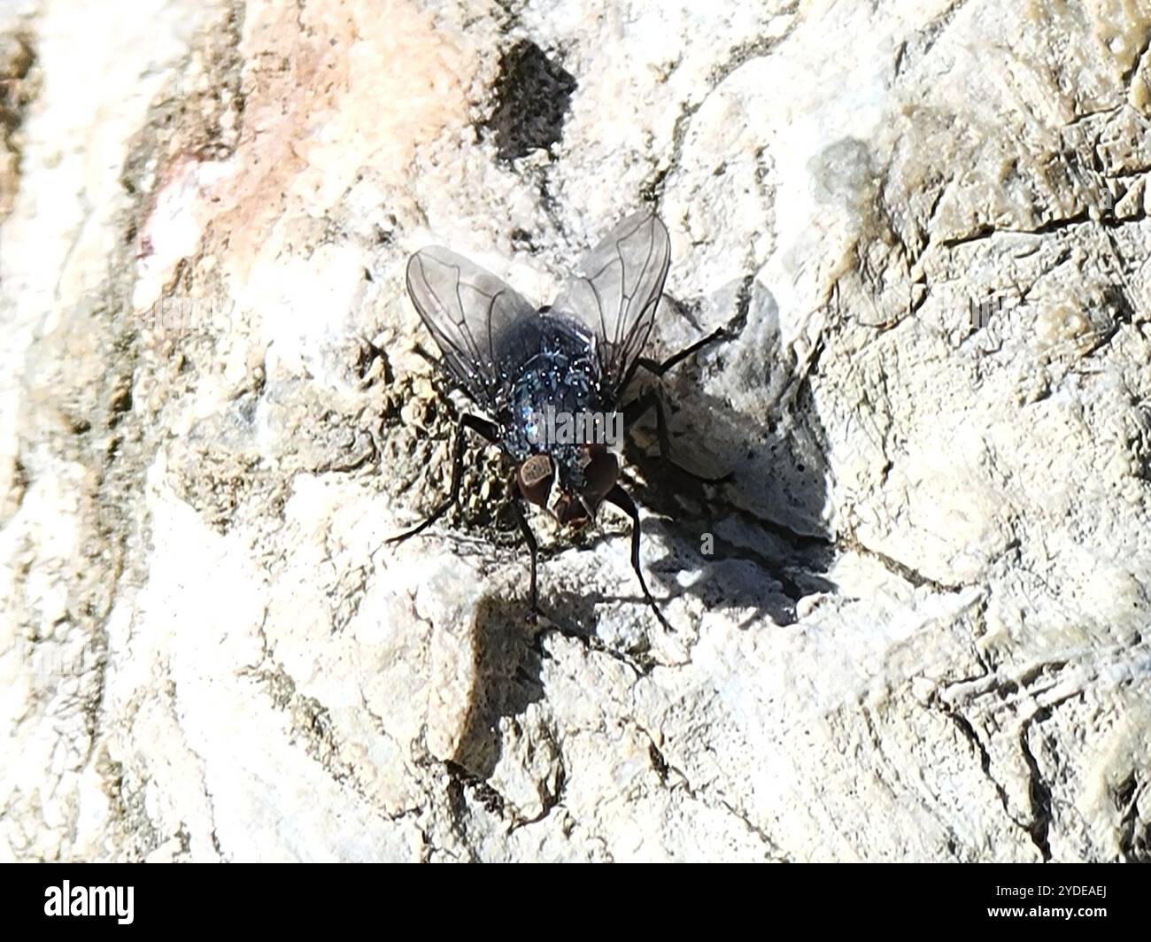 Bluebottle Flies (Calliphora Stock Photo - Alamy