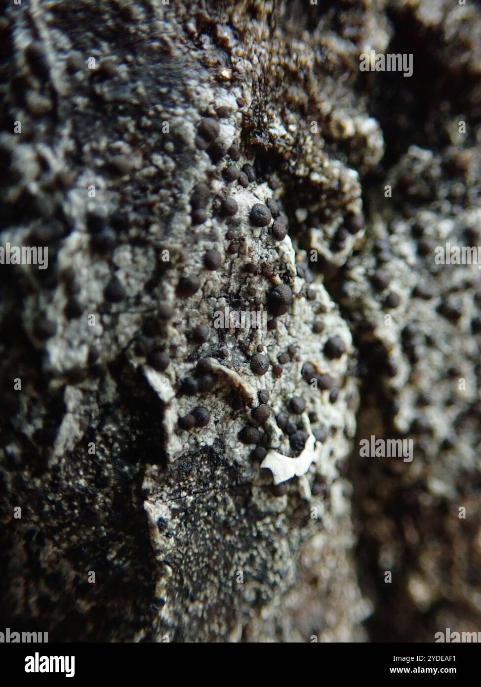 Bacidia hi-res stock photography and images - Alamy