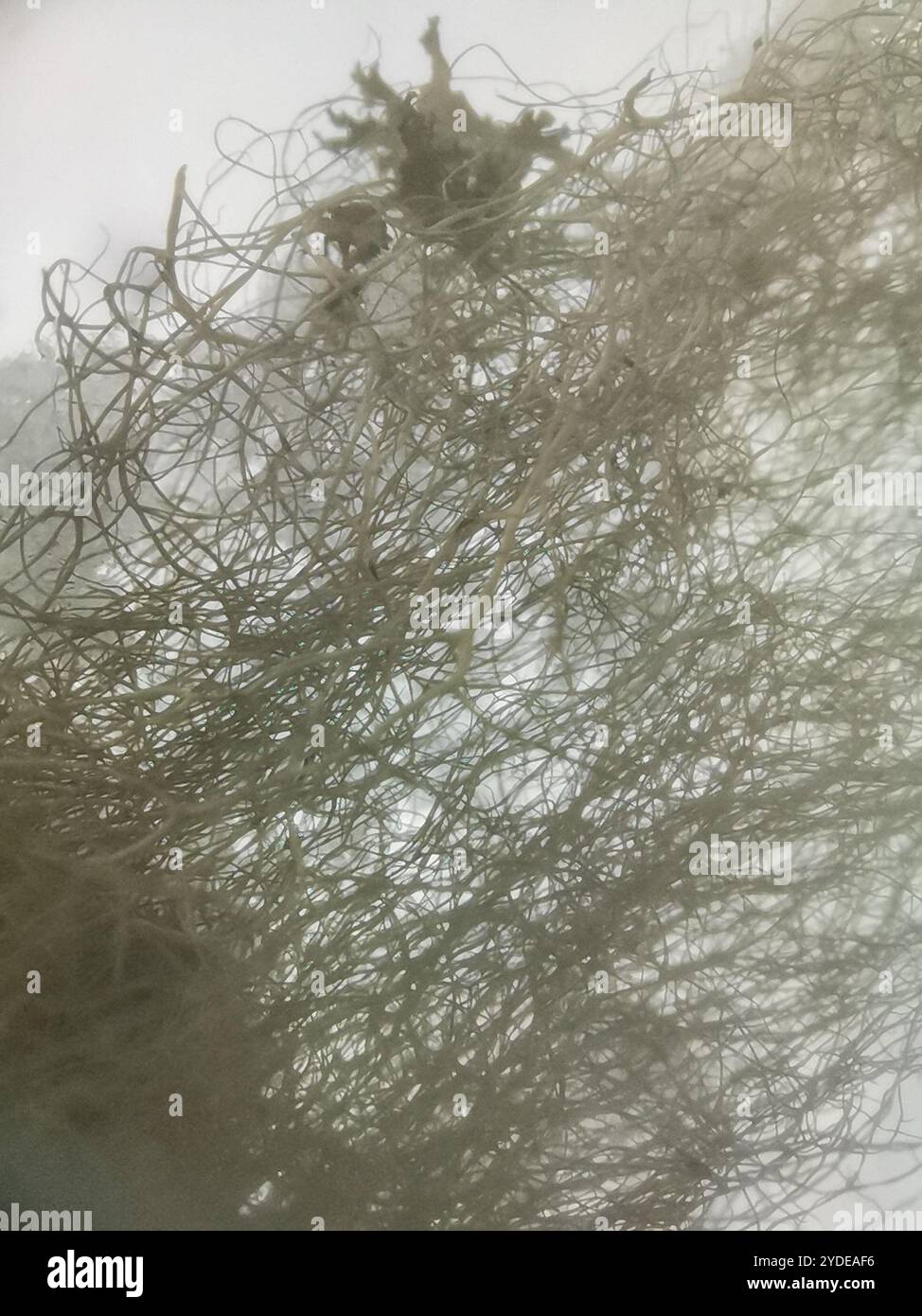Pale-footed Horsehair Lichen (Bryoria fuscescens Stock Photo - Alamy