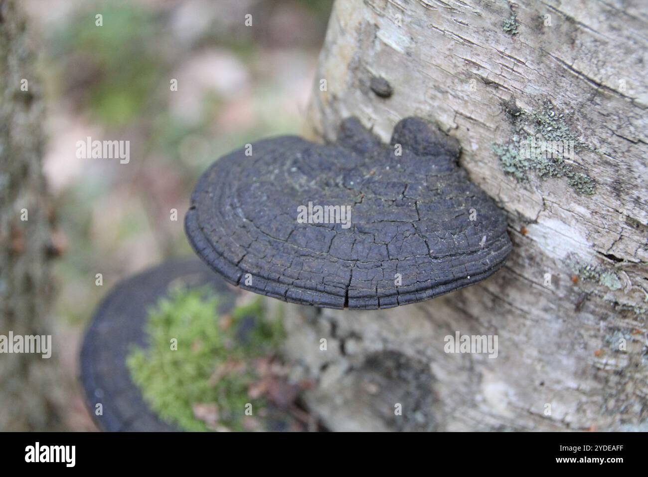 Willow Bracket (Phellinus igniarius Stock Photo - Alamy
