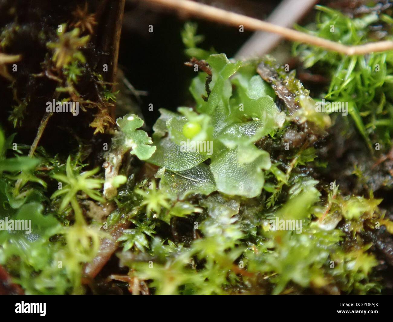 Long-bristled Frillwort (Fossombronia longiseta Stock Photo - Alamy