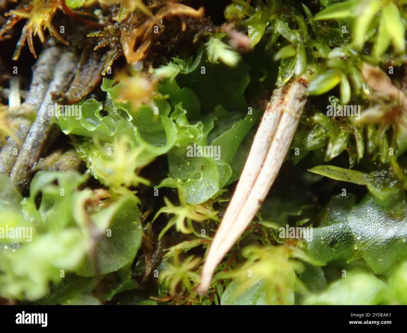 Long-bristled Frillwort (Fossombronia longiseta Stock Photo - Alamy