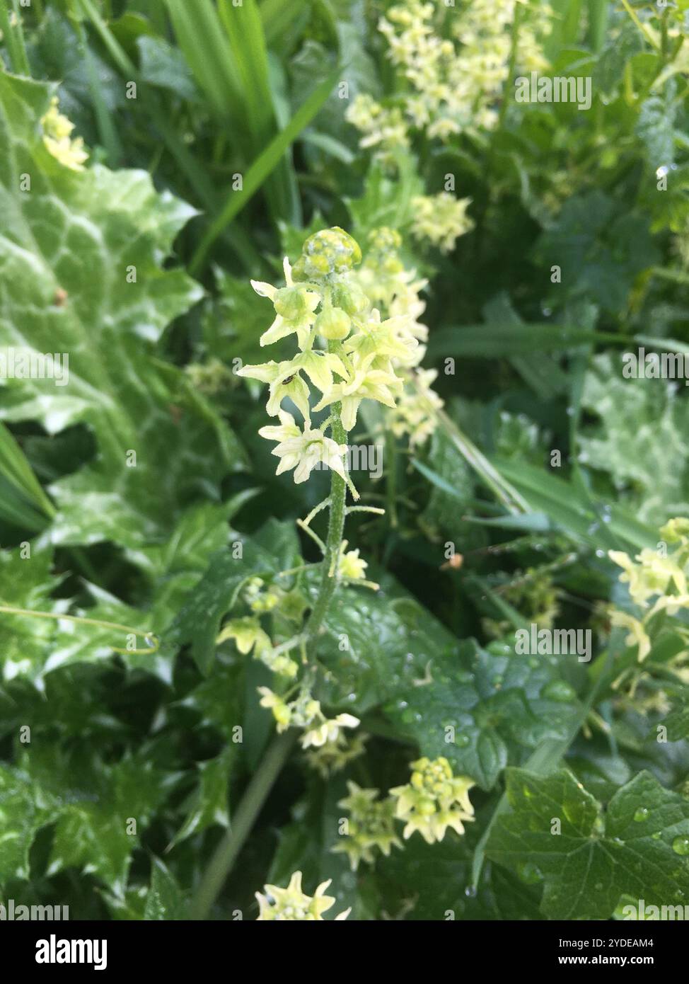 California manroot (Marah fabacea Stock Photo - Alamy
