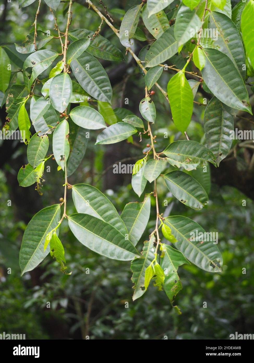 figwood (Ficus virgata Stock Photo - Alamy