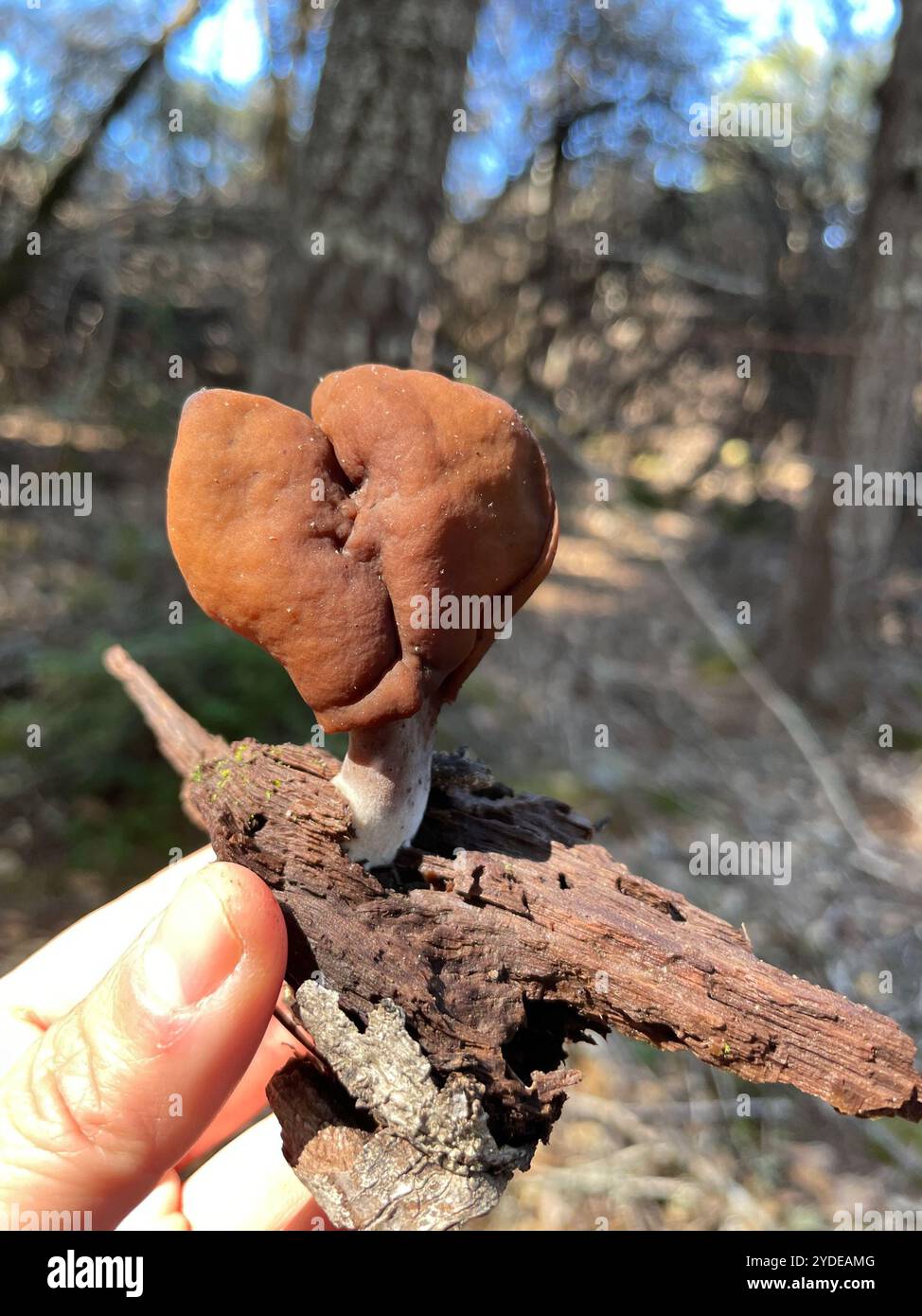 Saddle-shaped False Morel (Gyromitra infula Stock Photo - Alamy