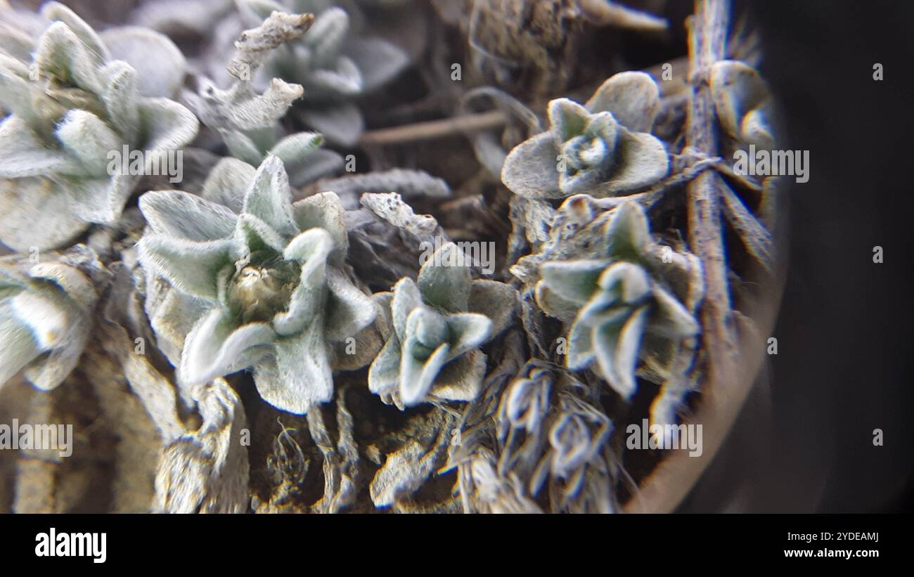 Low Pussytoes (Antennaria dimorpha Stock Photo - Alamy