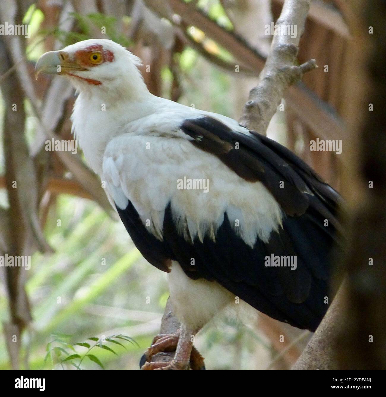 Palm-nut Vulture (Gypohierax angolensis Stock Photo - Alamy