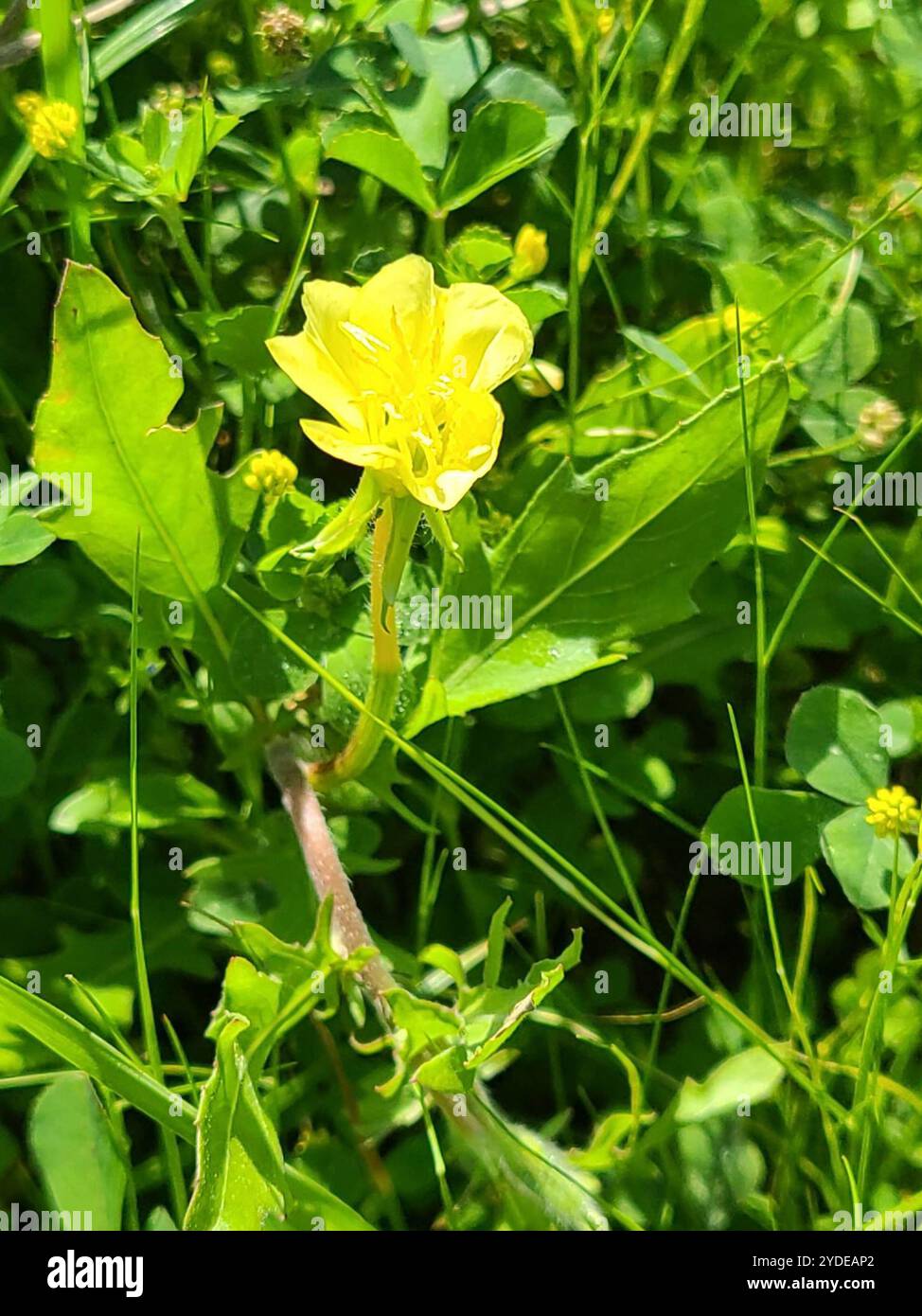 cutleaf evening primrose (Oenothera laciniata Stock Photo - Alamy