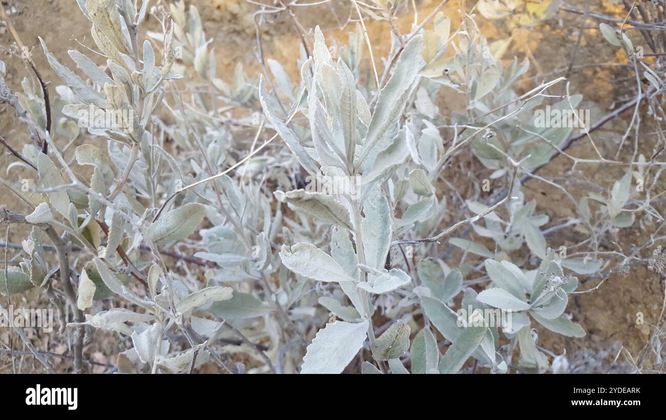 Woolly Yerba Santa (Eriodictyon tomentosum Stock Photo - Alamy