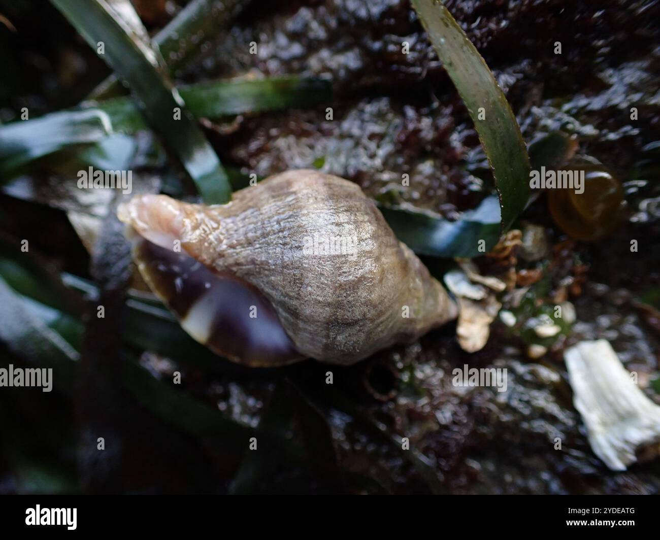 Frilled Dogwinkle (Nucella lamellosa Stock Photo - Alamy