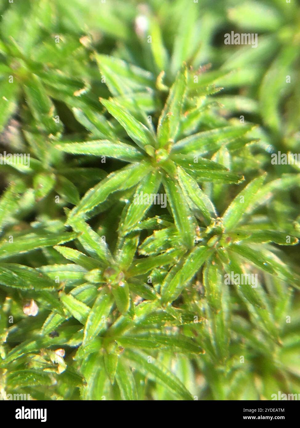 lesser smoothcap (Atrichum angustatum Stock Photo - Alamy