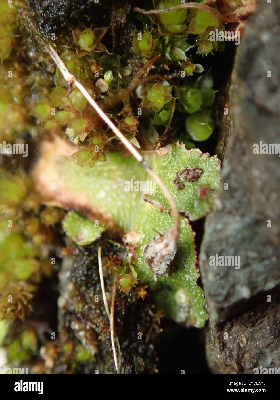 Narrow Mushroom-headed Liverwort (Marchantia quadrata Stock Photo - Alamy