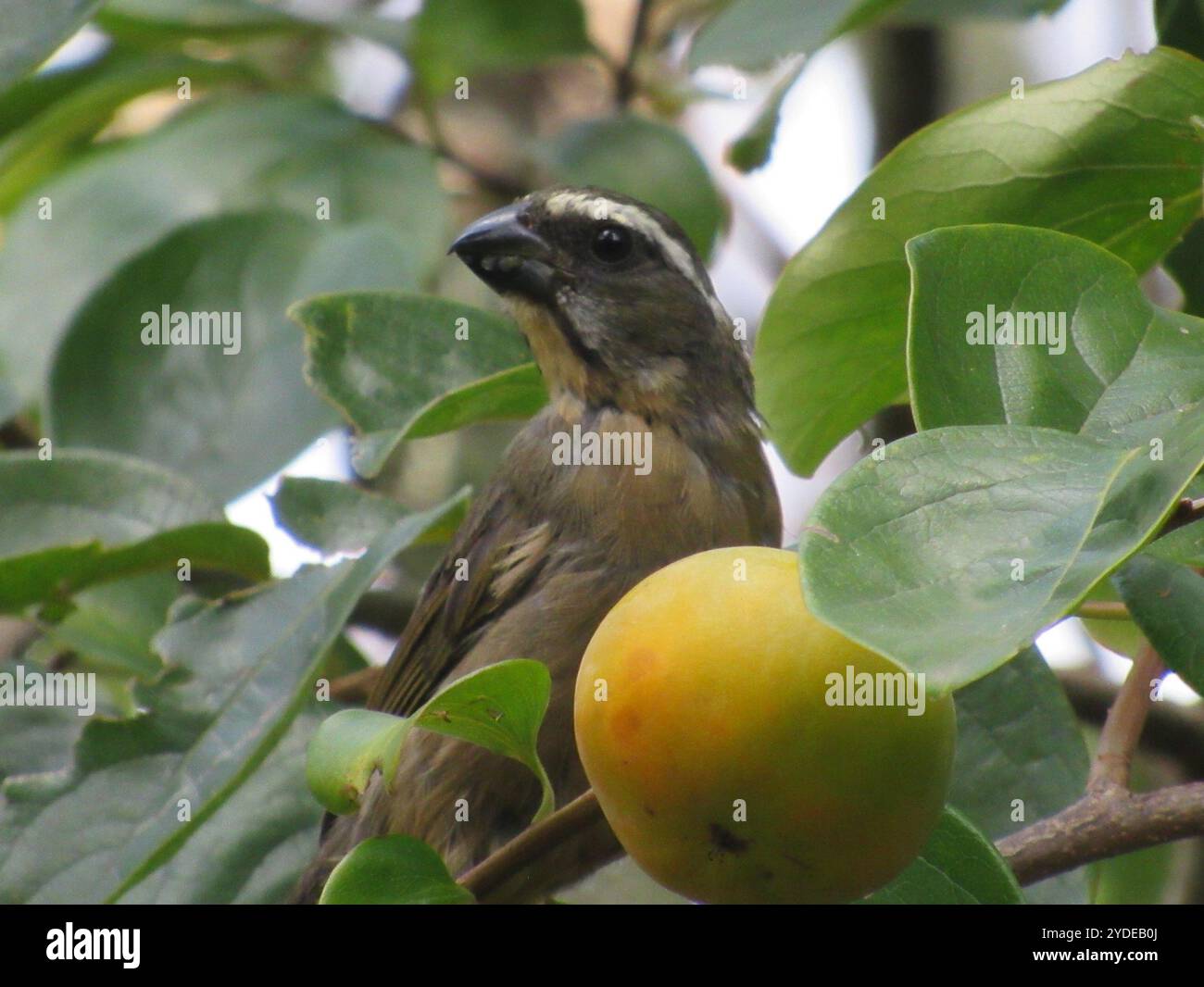 Thick-billed Saltator (Saltator maxillosus Stock Photo - Alamy