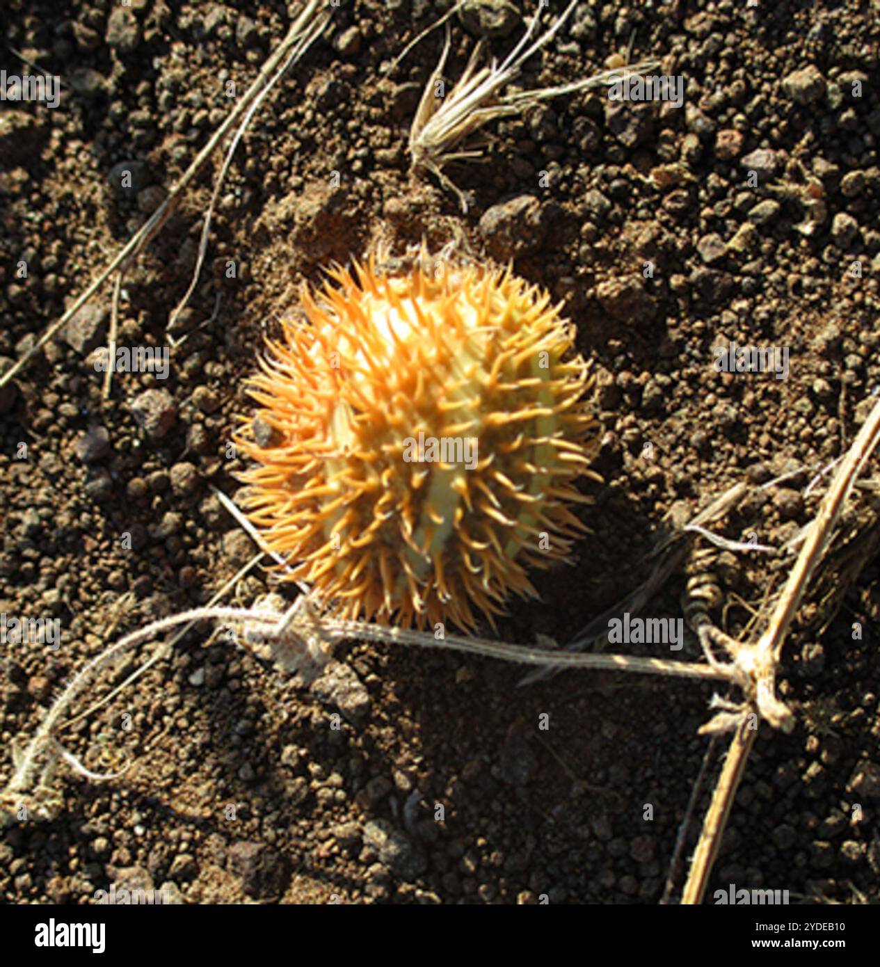 Small Wild Cucumber (Cucumis africanus Stock Photo - Alamy