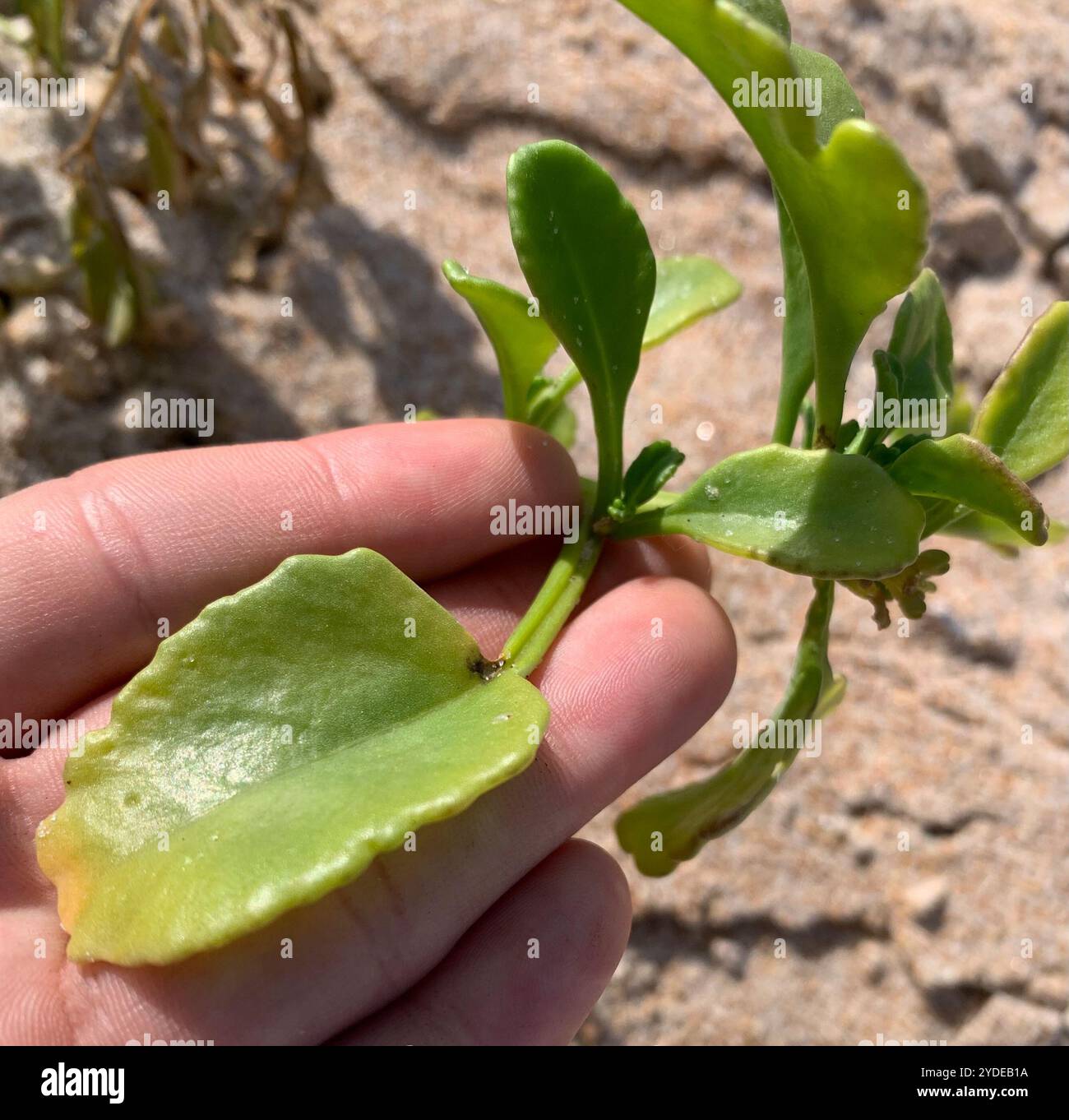 Edentula hi-res stock photography and images - Alamy